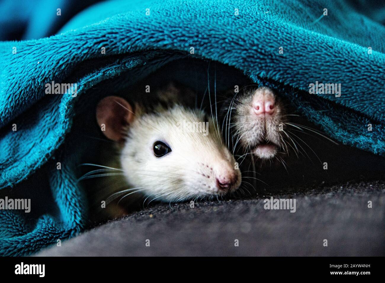 Lab rats hi-res stock photography and images - Alamy