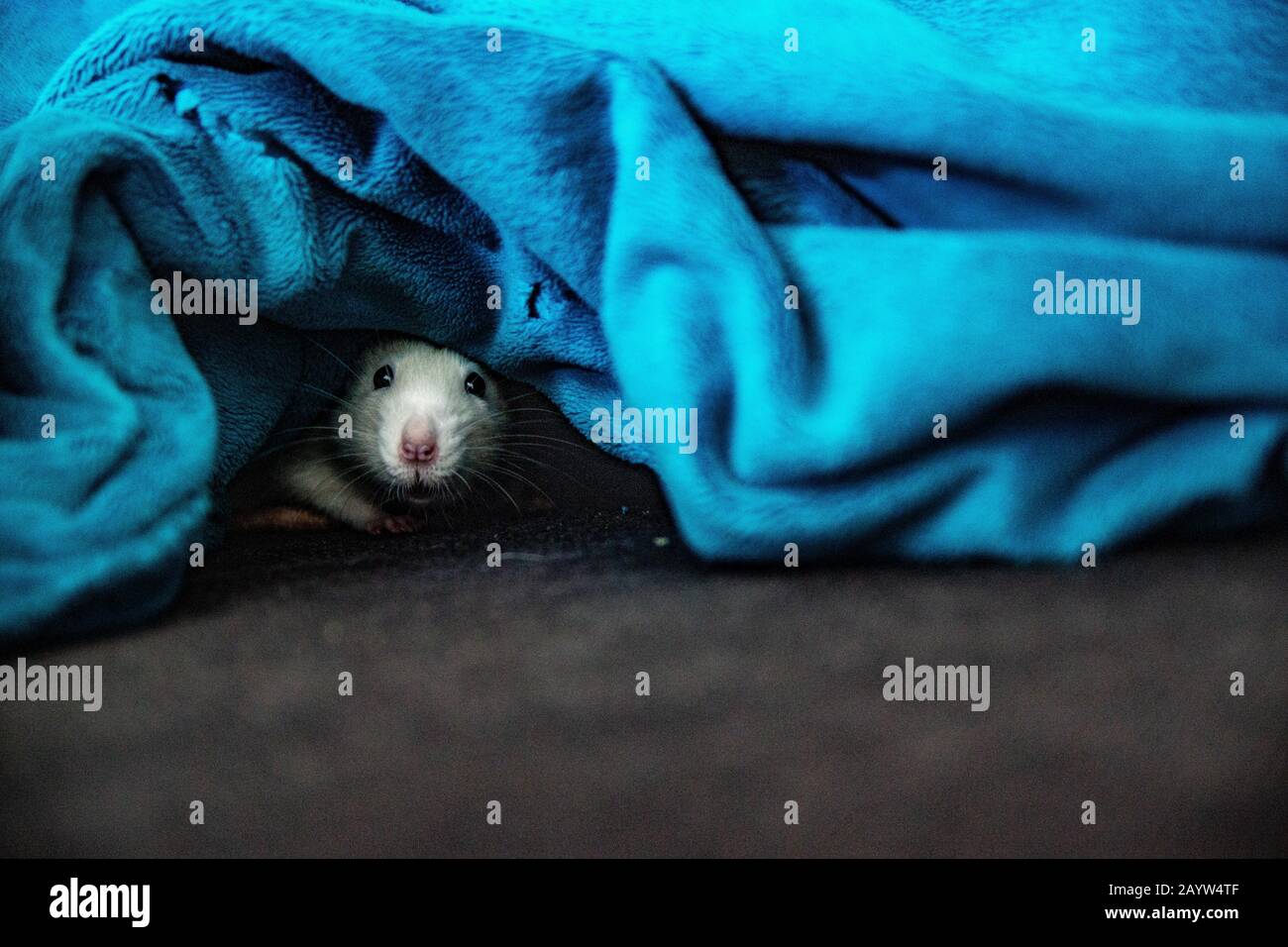 Lab rats hi-res stock photography and images - Alamy