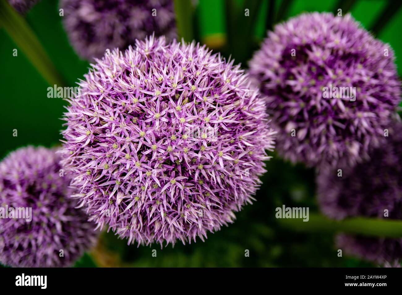 Allium spider hi-res stock photography and images - Alamy