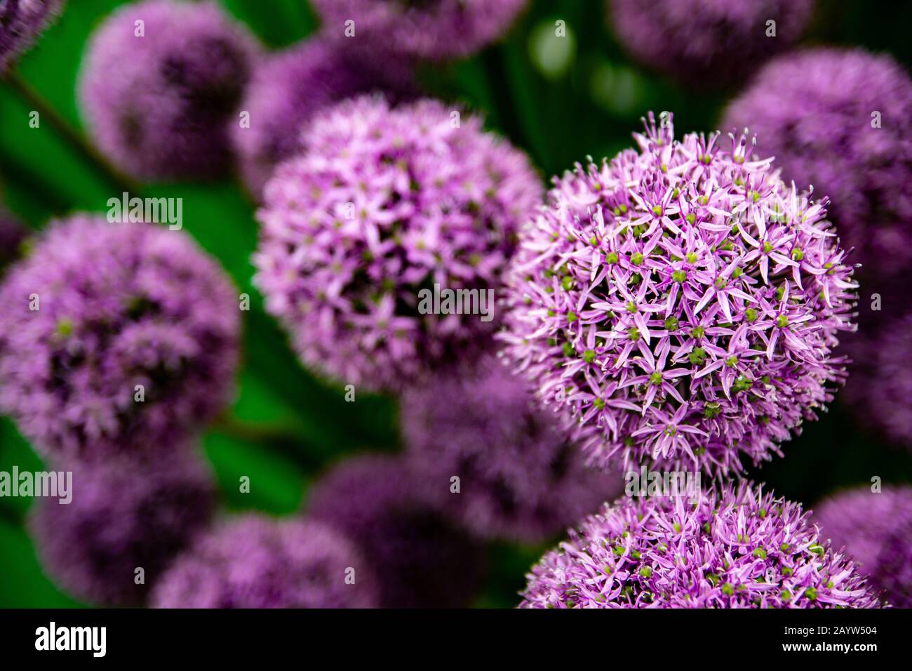 Allium Flowers & Bees Stock Photo - Alamy
