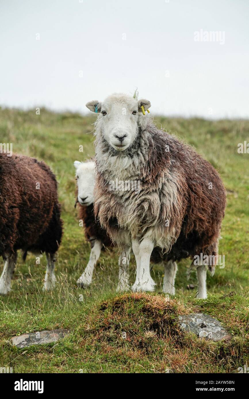 Cumbrian Sheep High Resolution Stock Photography and Images - Alamy