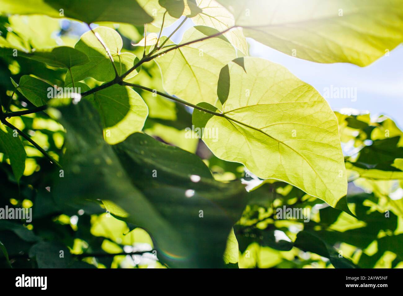 Beautiful big green leaves growing on tree in morning sunlight Stock ...