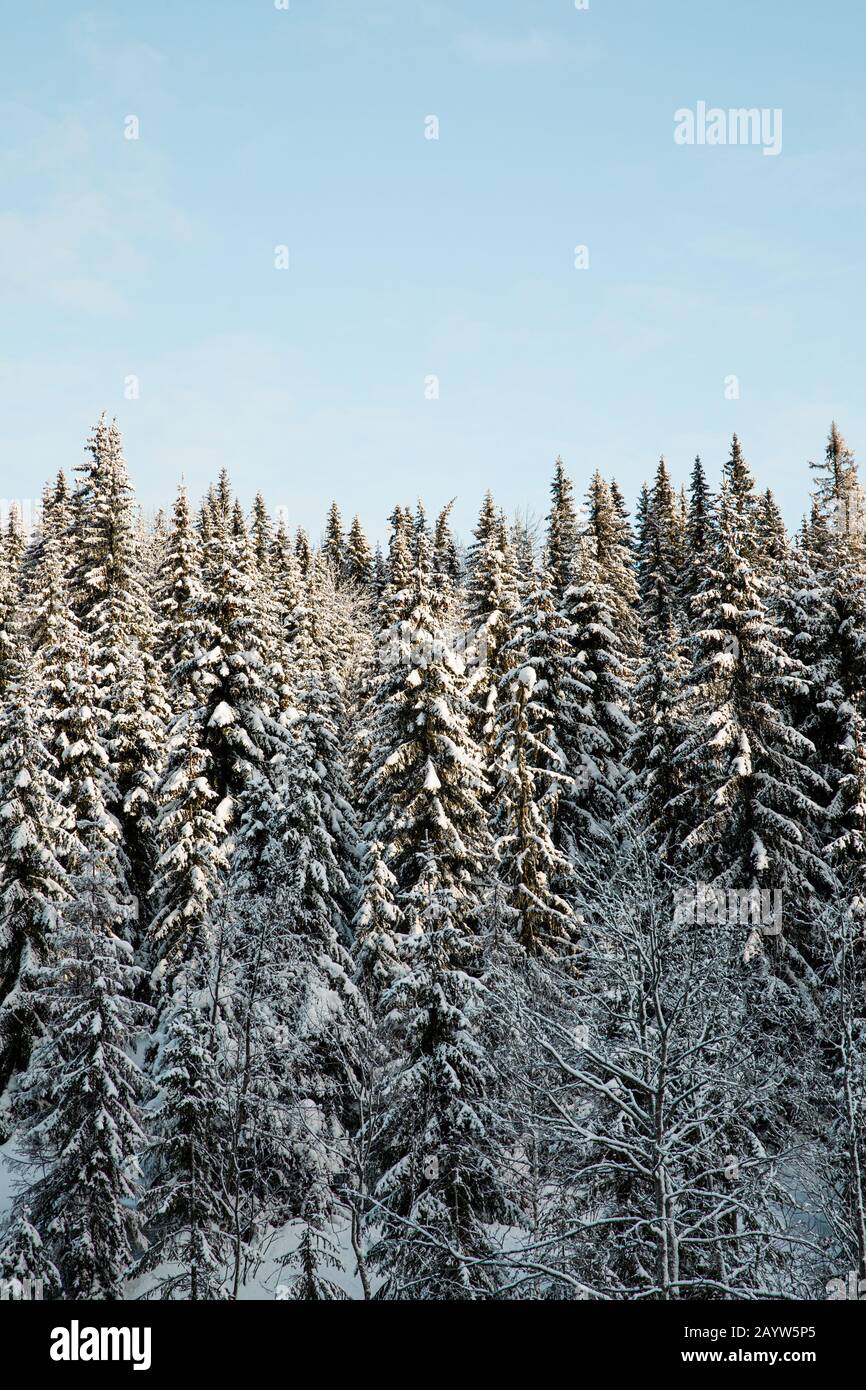Snow covered forest of Norwegian Spruce trees with clear blue sky in ...
