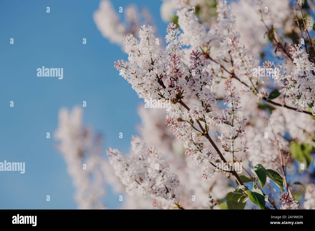 Branch of blooming lilac in spring park against blue sky background ...