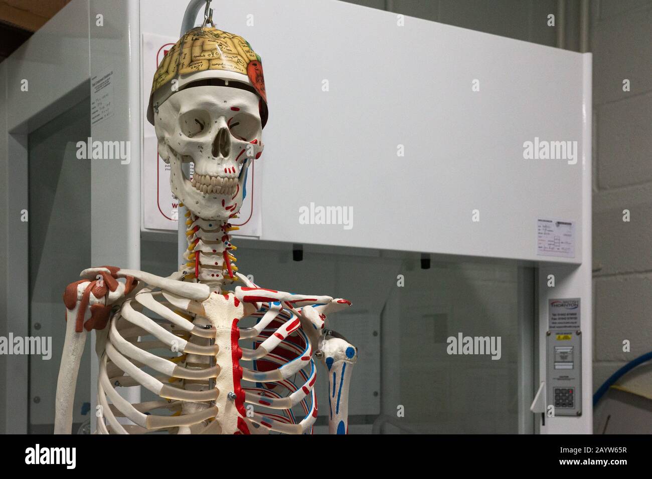 Lab skeleton hi-res stock photography and images - Alamy