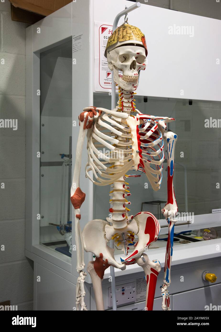 model skeleton in a school laboratory Stock Photo - Alamy