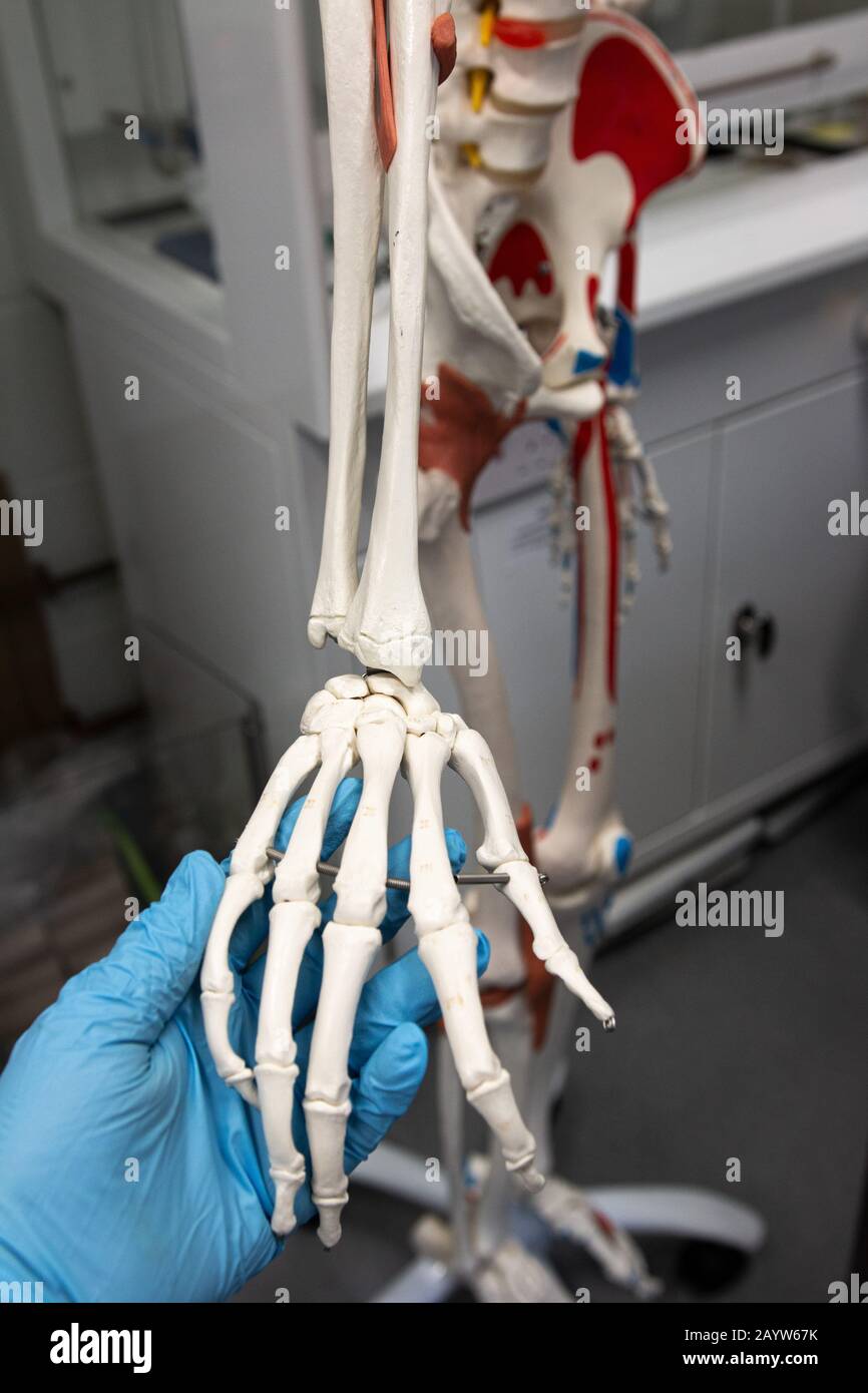 Lab skeleton hi-res stock photography and images - Alamy