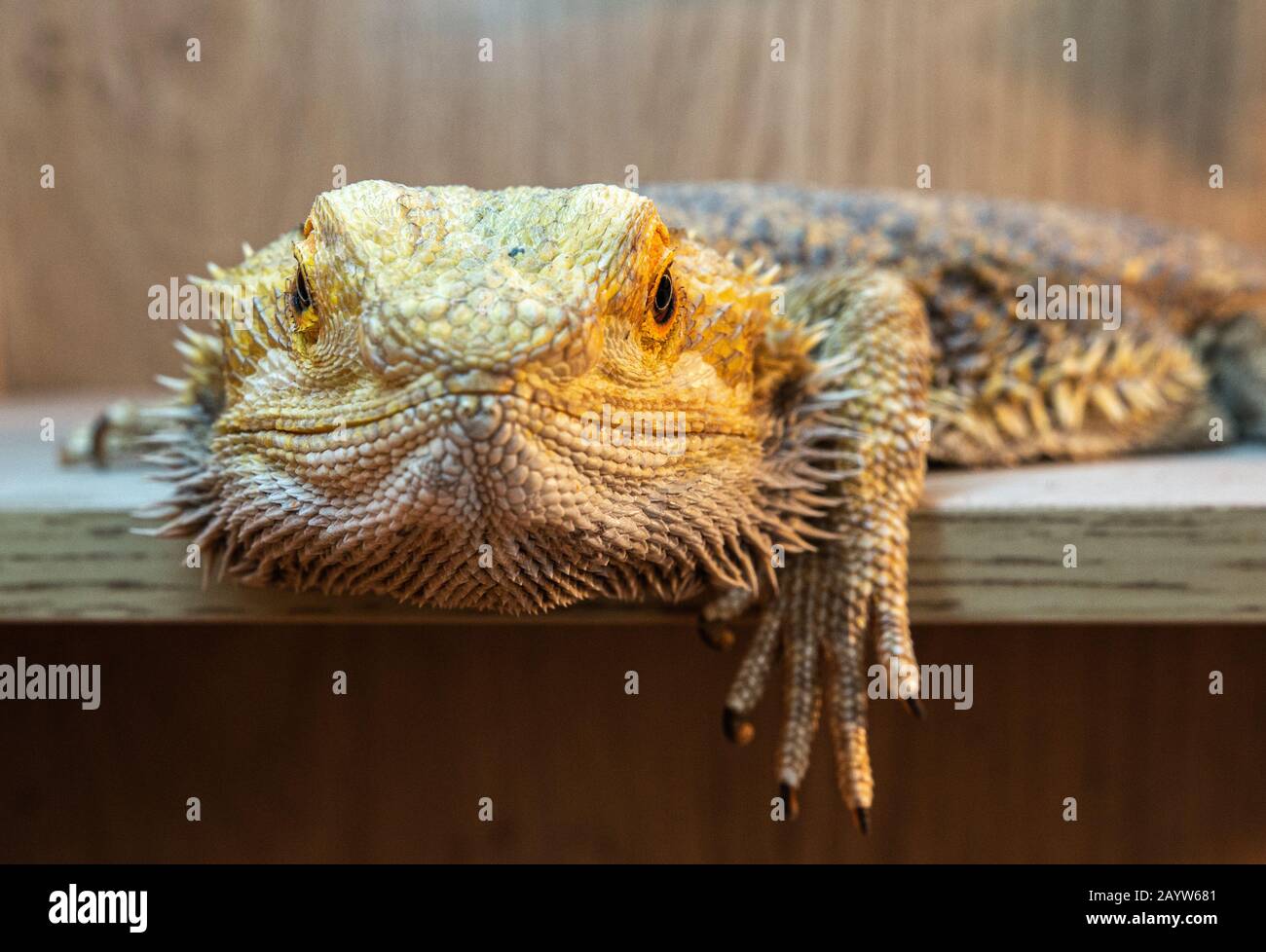 Bearded dragon in a vivarium looking to camera Stock Photo - Alamy