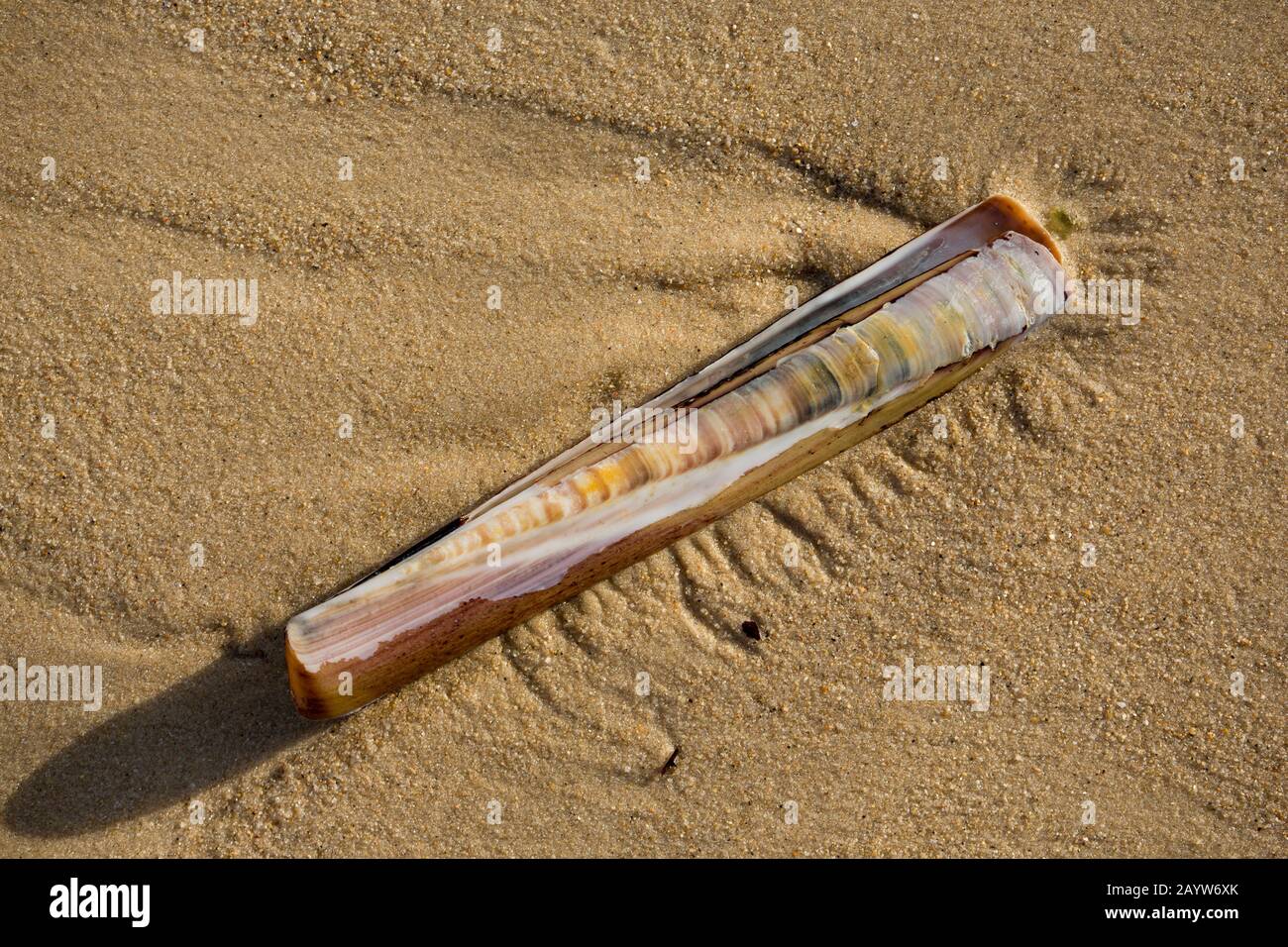 Siliqua hi-res stock photography and images - Alamy