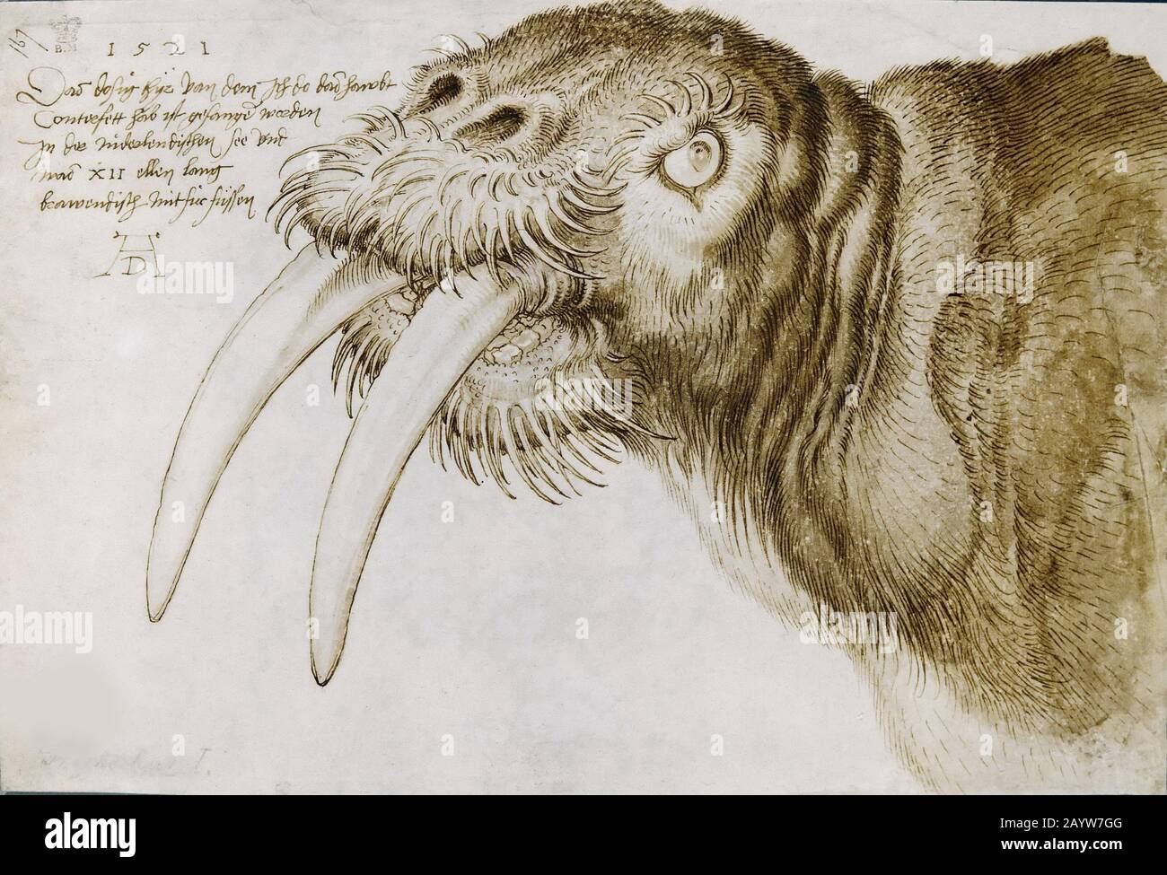 Head of a Walrus. Museum: BRITISH MUSEUM. Author: Albrecht Dürer Stock ...