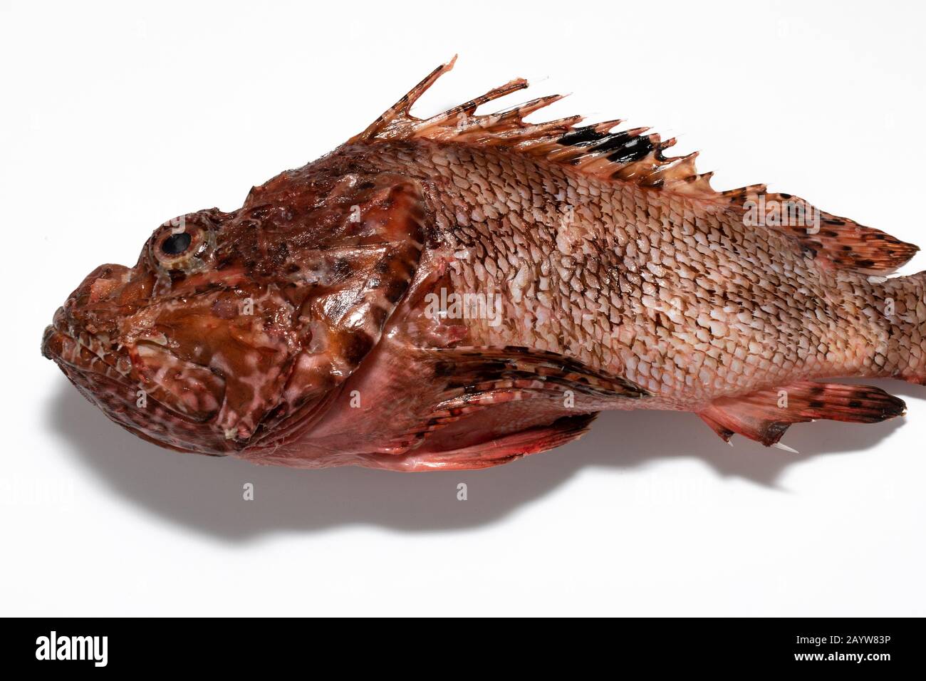 Prickly redfish hi-res stock photography and images - Alamy