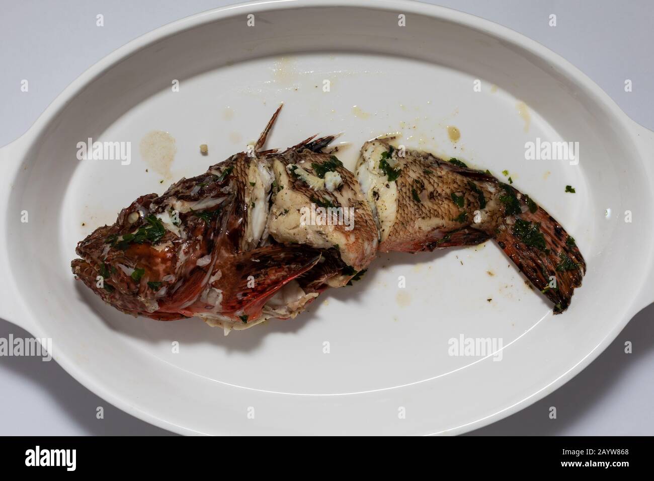 Red scorpionfish, Adriatic sea, Croatia Stock Photo - Alamy