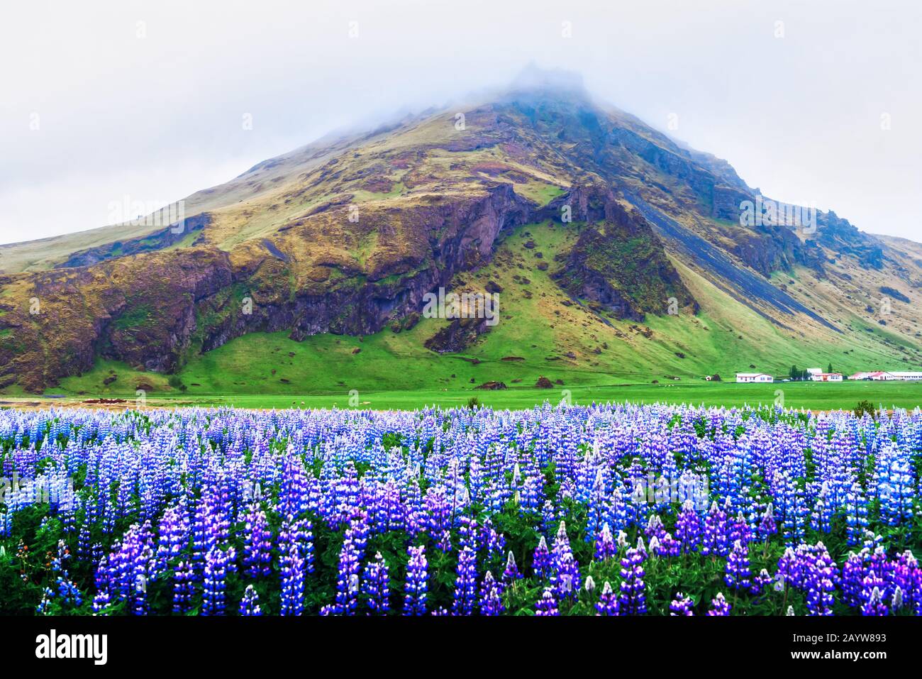 Amazing landscape with mountain and lupine flowers field, Iceland ...