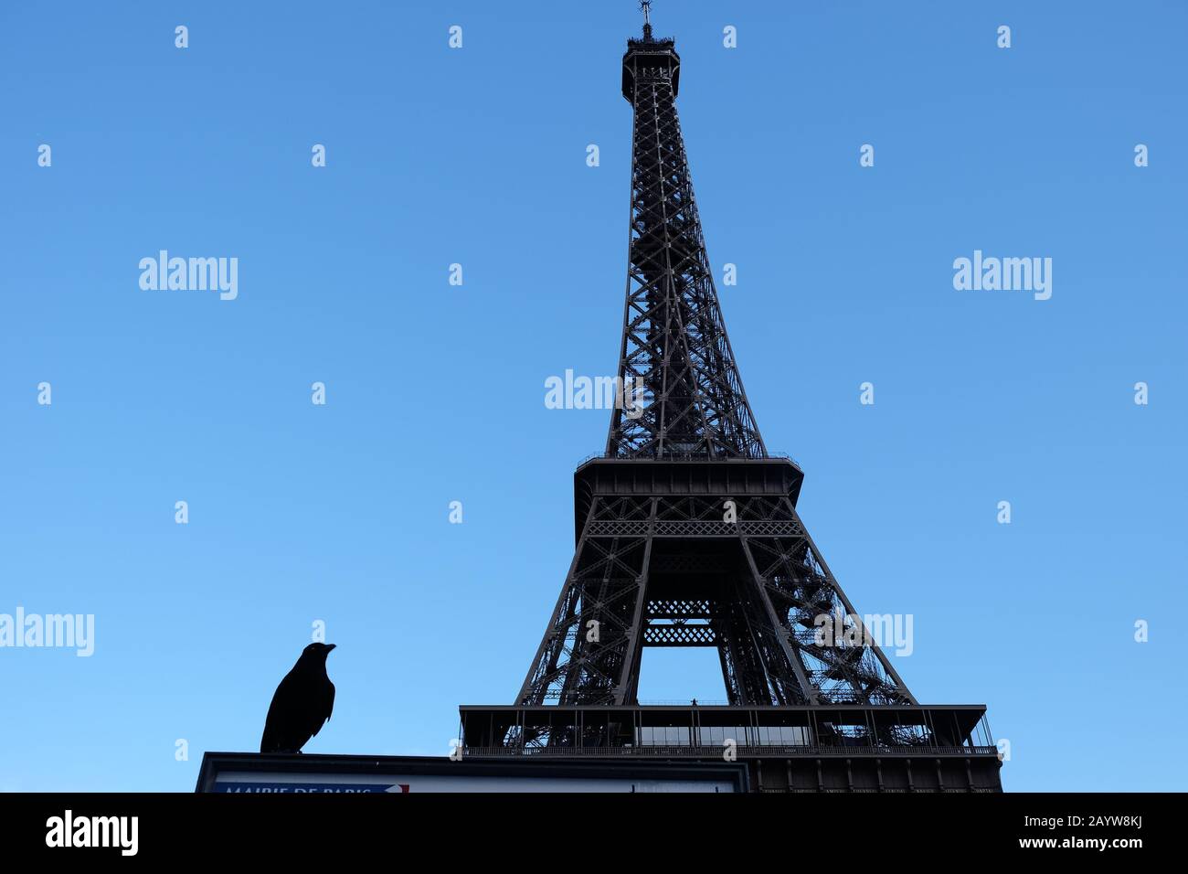 Corvine bird hi-res stock photography and images - Alamy