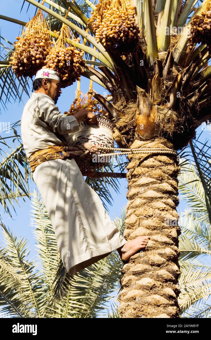 Qassim saudi arabia hi-res stock photography and images - Alamy