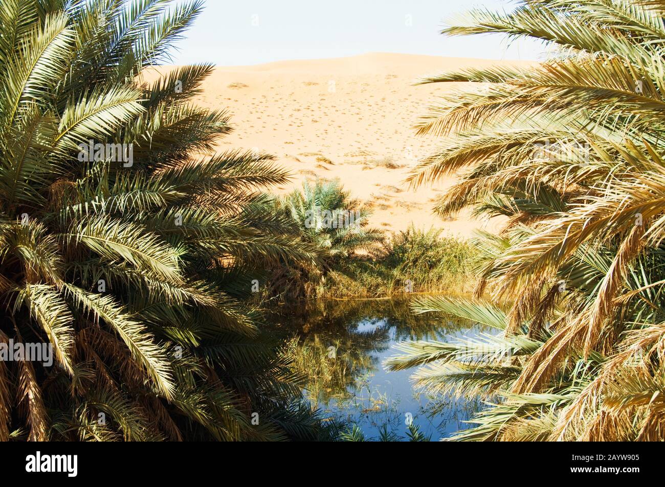 Al qassim province hi-res stock photography and images - Alamy
