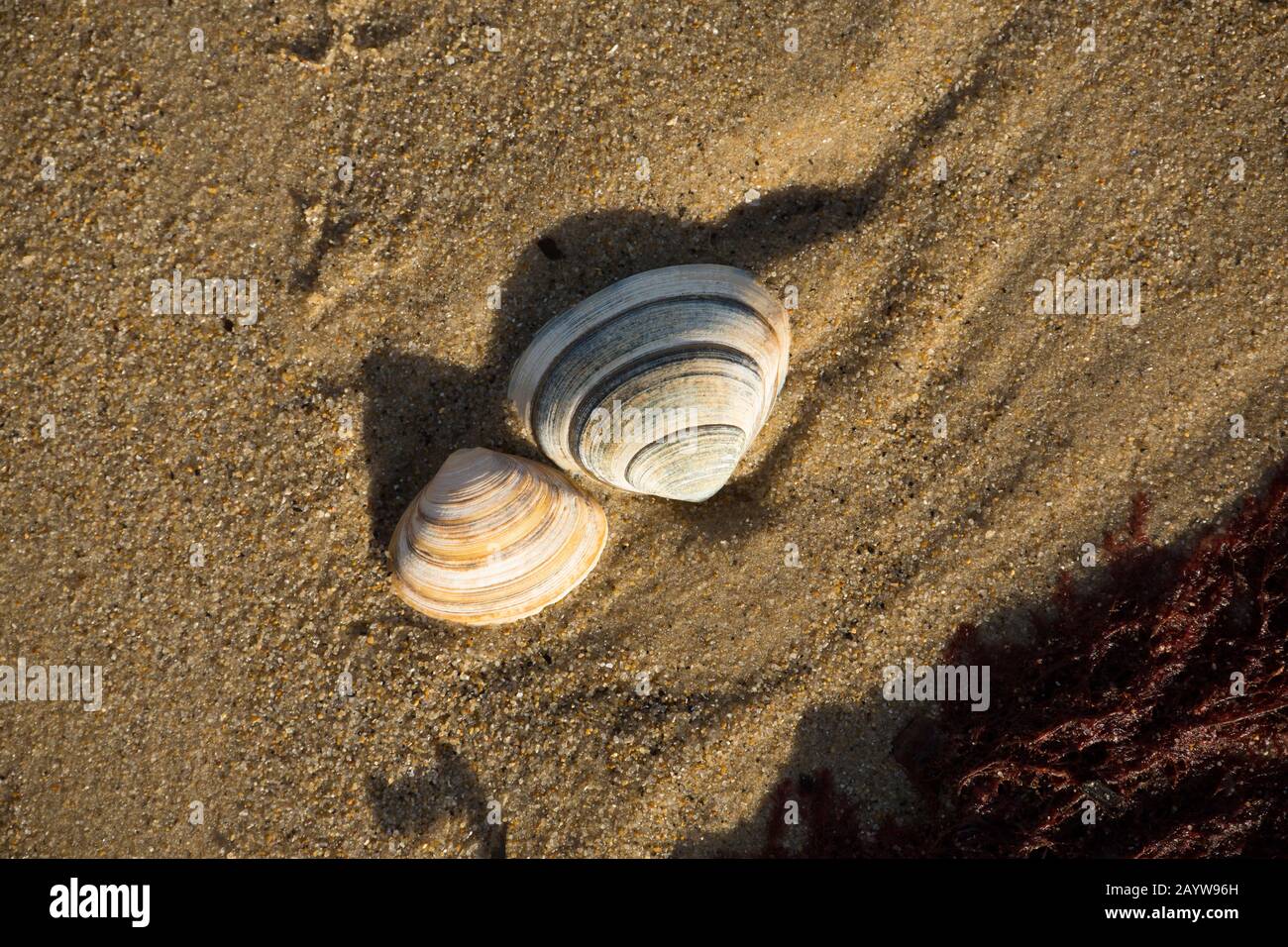 Thich trough shell hi-res stock photography and images - Alamy