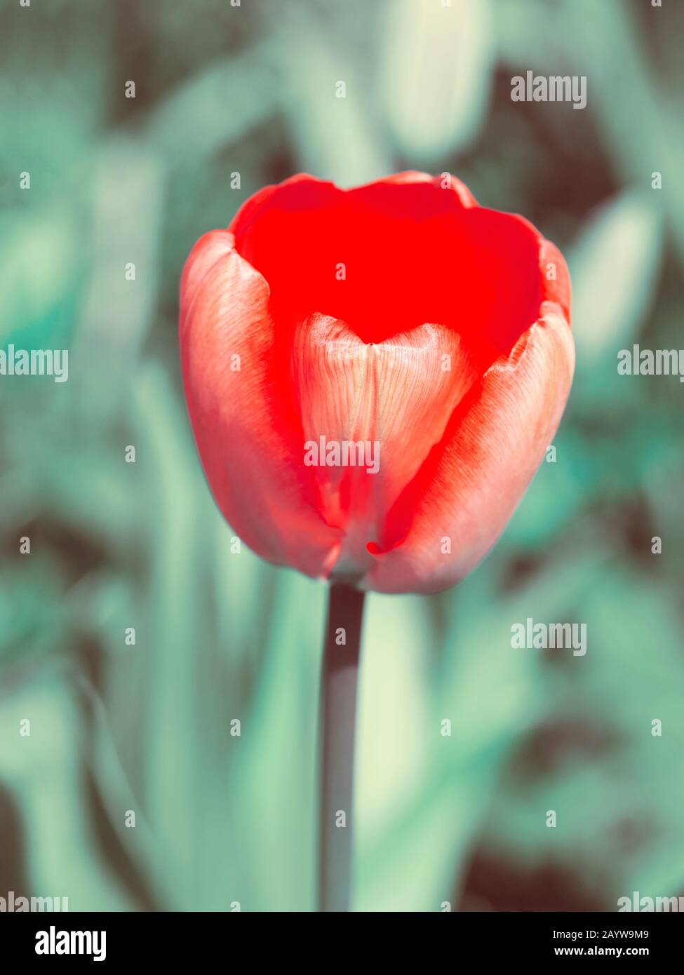 Desaturated color hi-res stock photography and images - Alamy