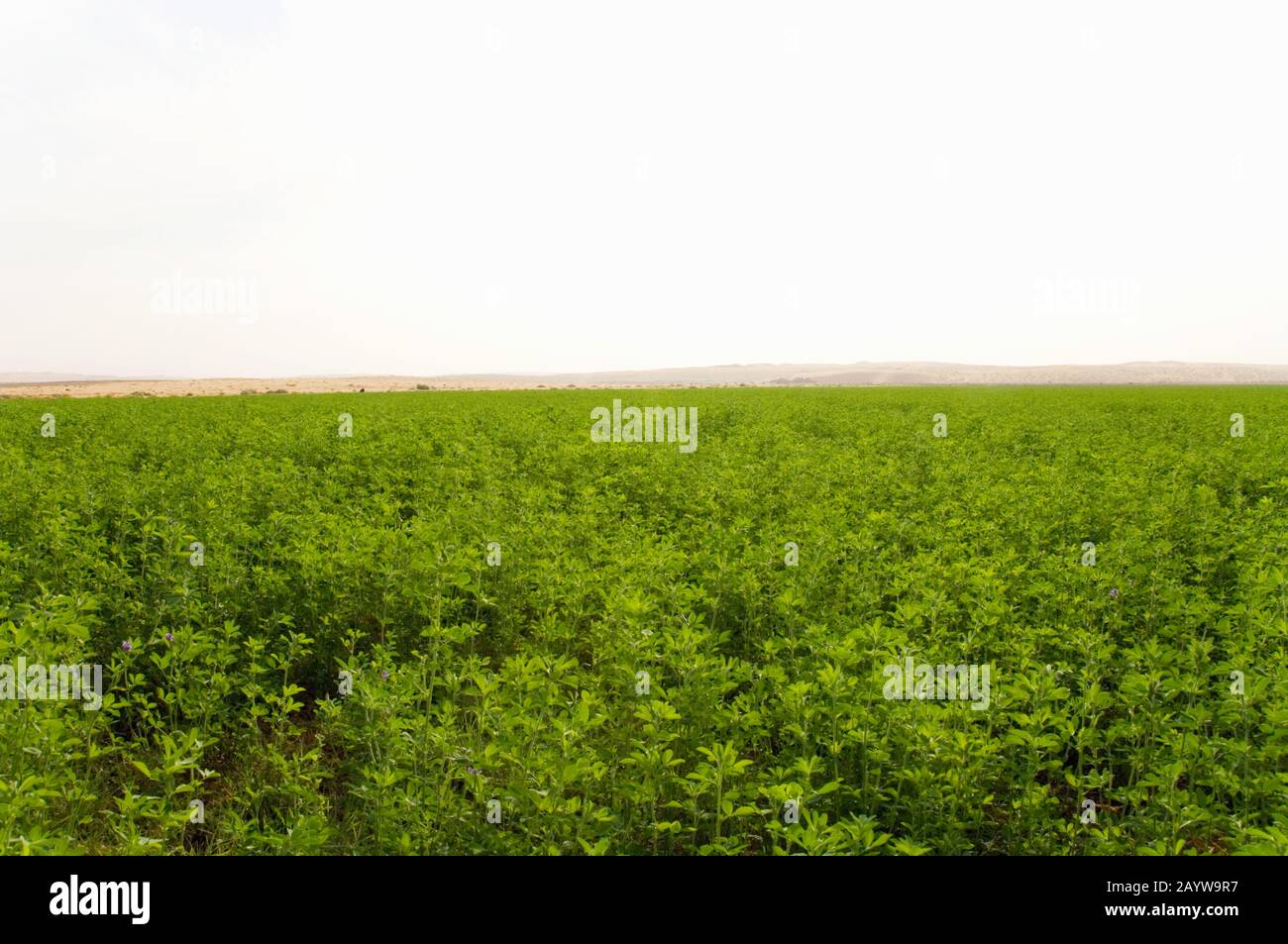 Al qassim province hi-res stock photography and images - Alamy