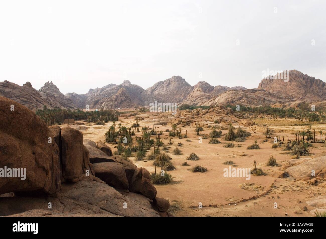 Saudi arabia cactus hi-res stock photography and images - Alamy