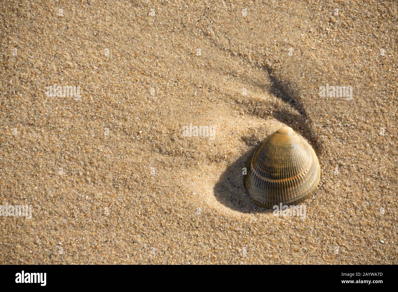 An empty Norway cockle shell, Laevicardium crassum, washed up on sand ...