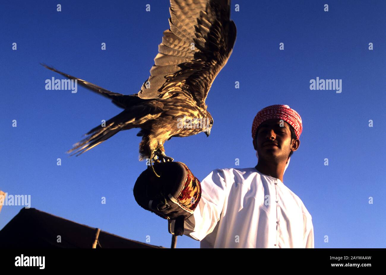 Dubai falcon tradition falconry hi-res stock photography and images - Alamy