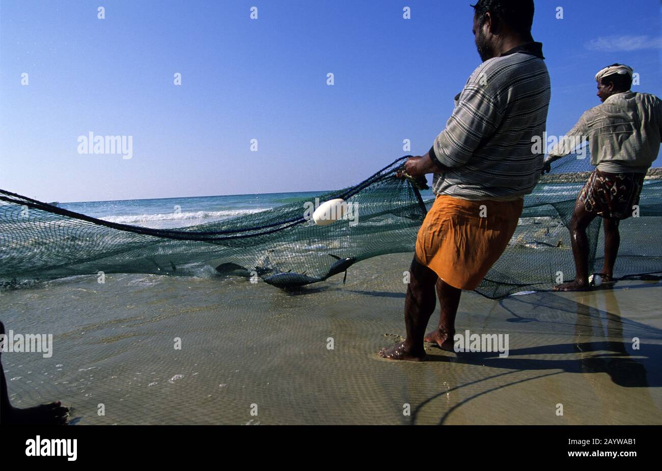 Ras al khaimah uae fish hi-res stock photography and images - Alamy