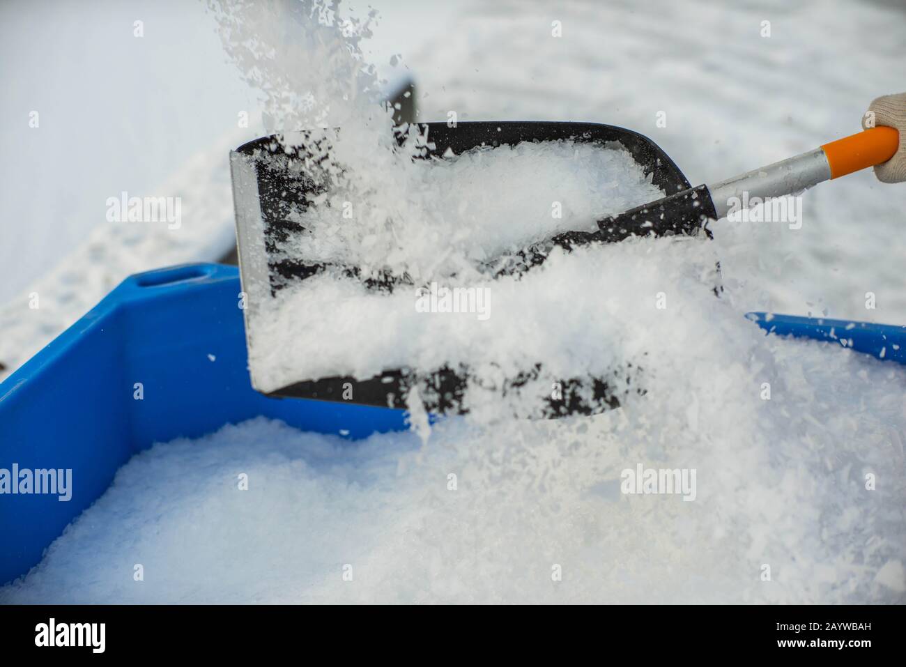 Close-up of the process of snow removal. White snow on the black shovel ...