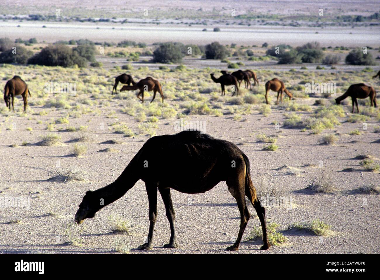 Burden animals hi-res stock photography and images - Alamy