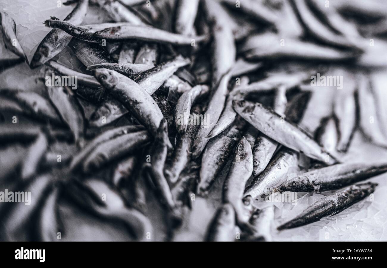 A heap of fresh sprat on the ice. Winter fishing. Fresh organic small ...