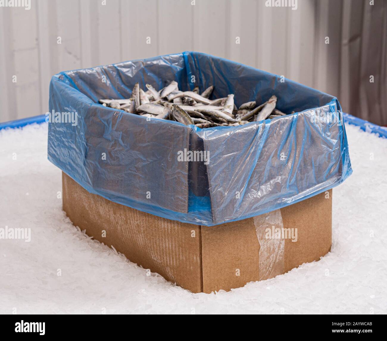 Cardboard box with cellophane bag full of fish. Fresh organic sprat ...