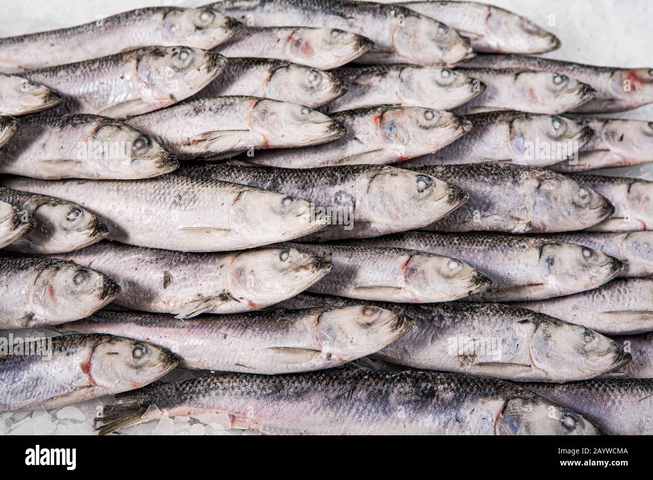 Fresh sprat folded on the ice. Winter fishing. Organic small fish ...