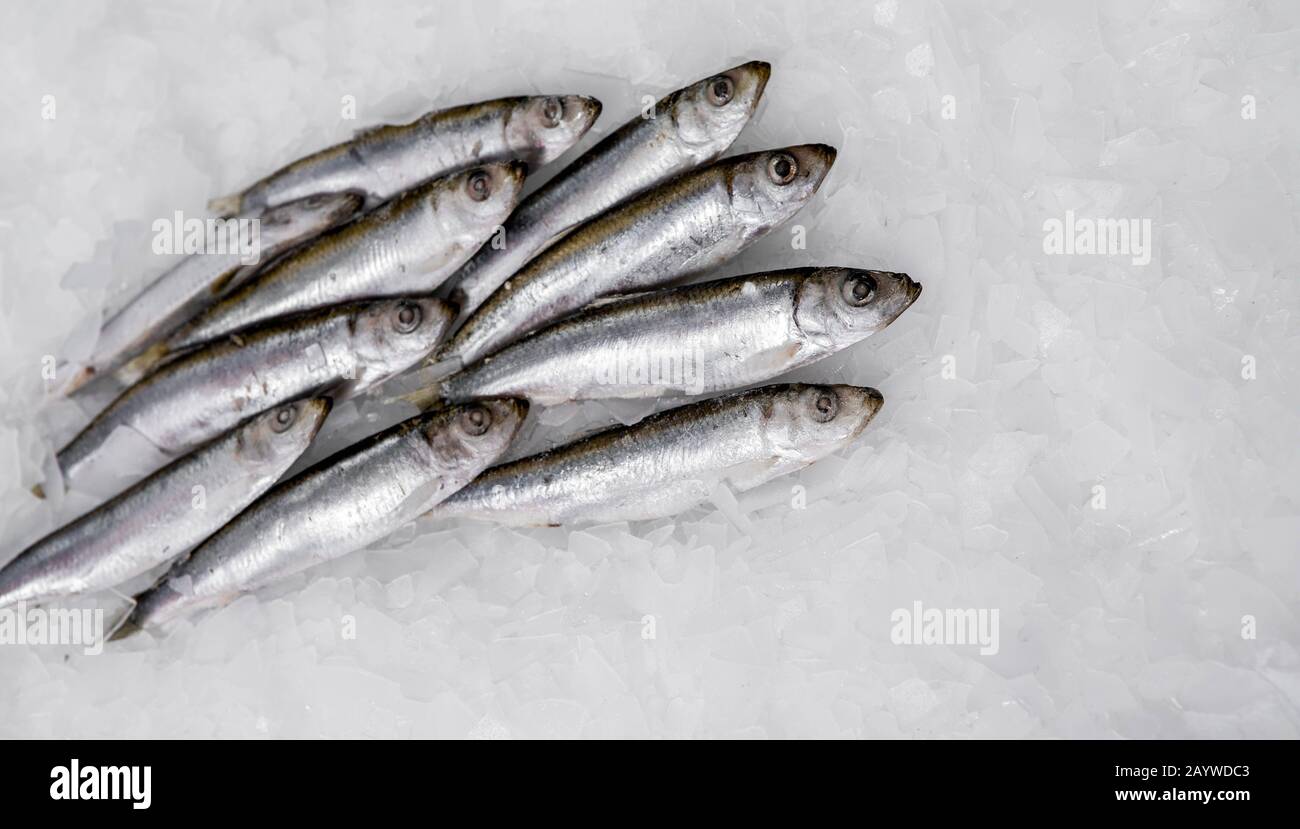 Close-up of fresh sea sprat on the ice. Fish market. Organic fish ...