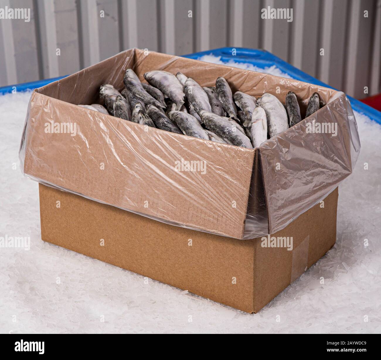 A cardboard box with a plastic bag on the ice full of fish. The ...