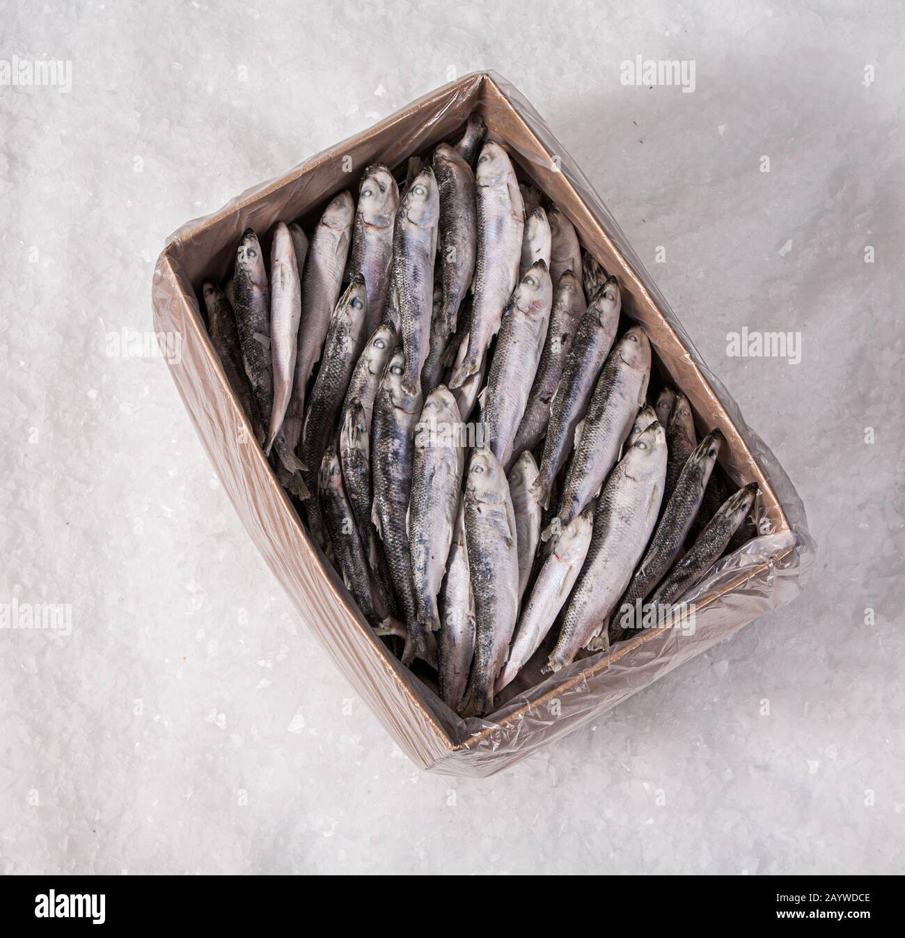 A cardboard box with a plastic bag on the ice full of fish. The ...