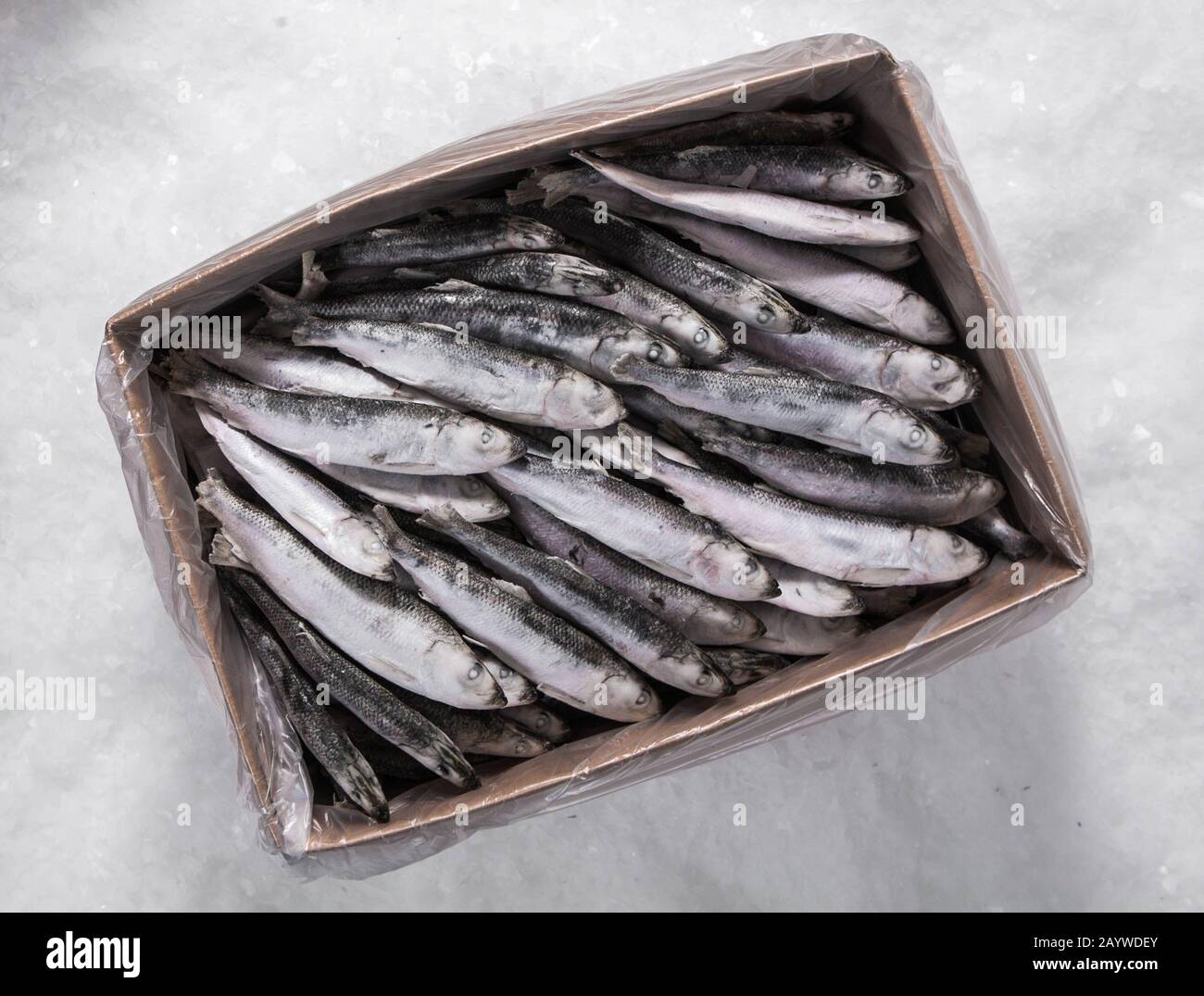 A cardboard box with a plastic bag on the ice full of fish. The ...