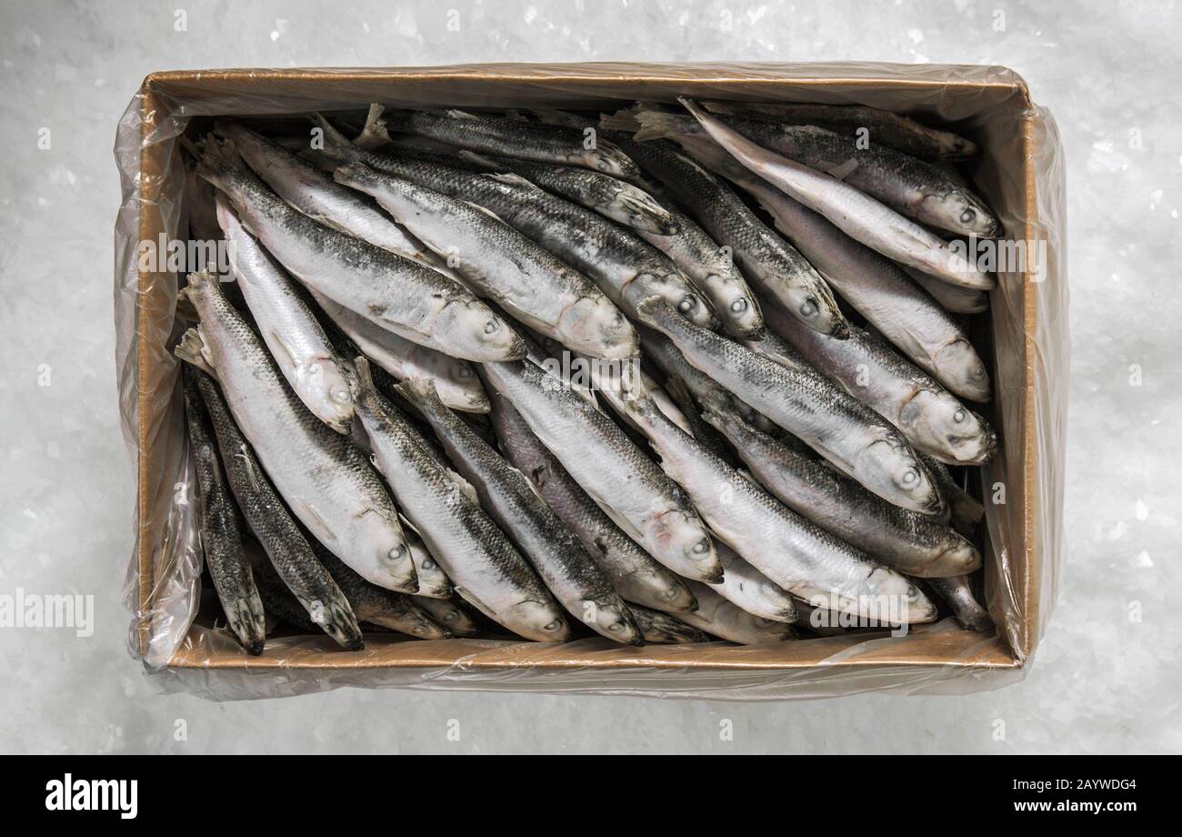 A cardboard box with a plastic bag on the ice full of fish. The ...