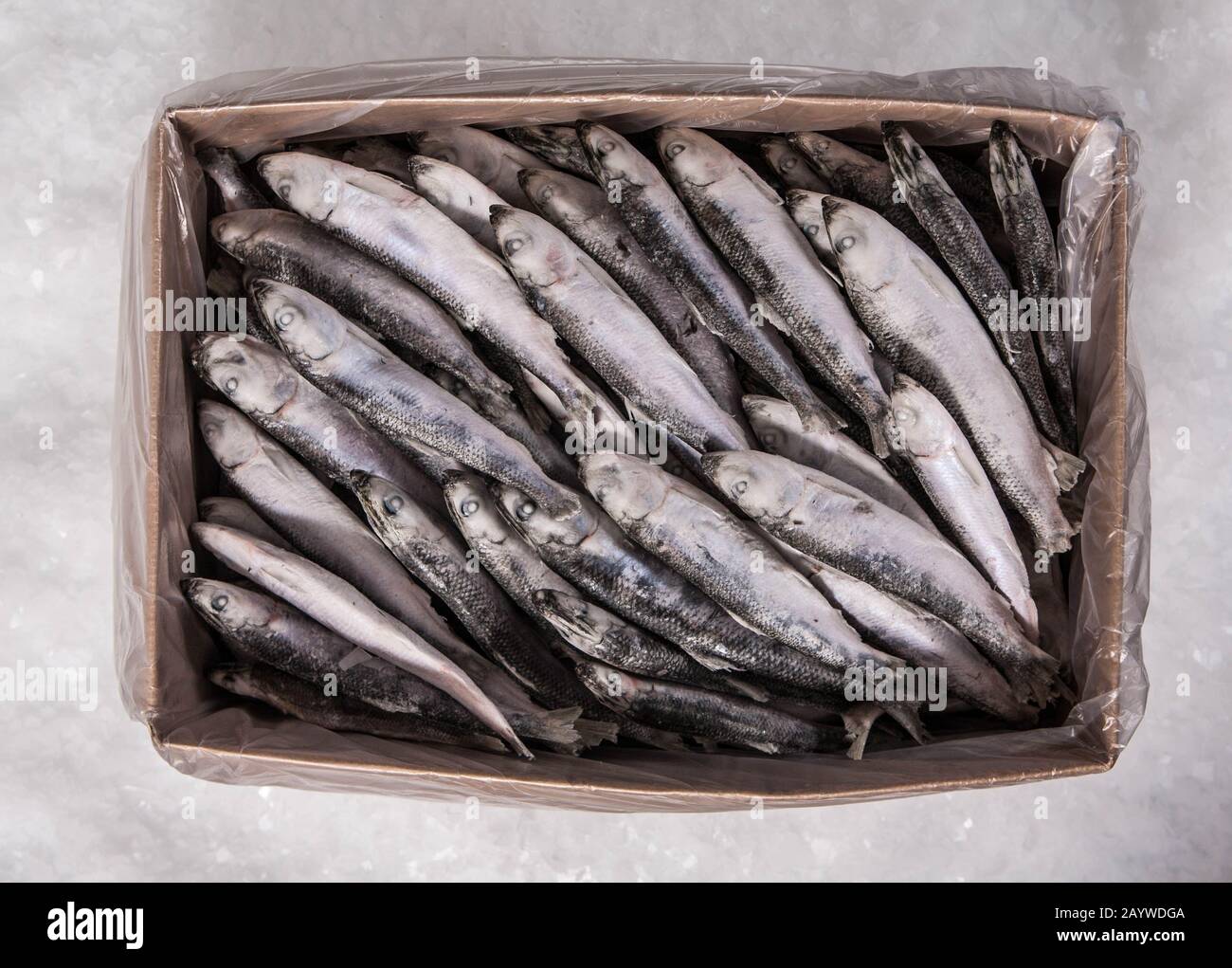 A cardboard box with a plastic bag on the ice full of fish. The ...