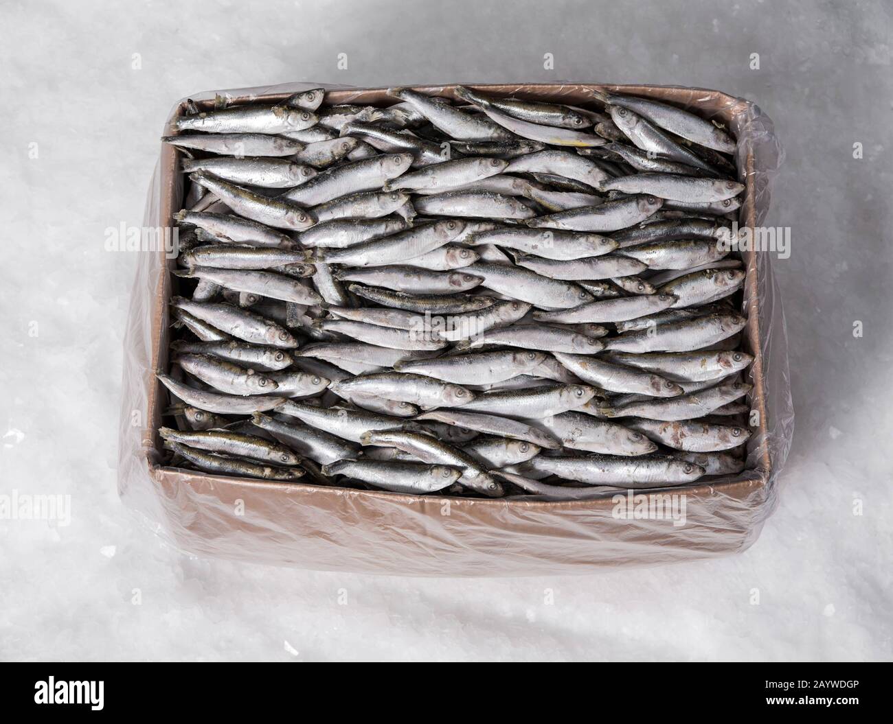 A cardboard box with a plastic bag on the ice full of fish. The ...