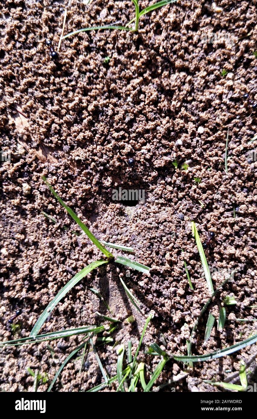 ant colony hole in the ground Stock Photo - Alamy