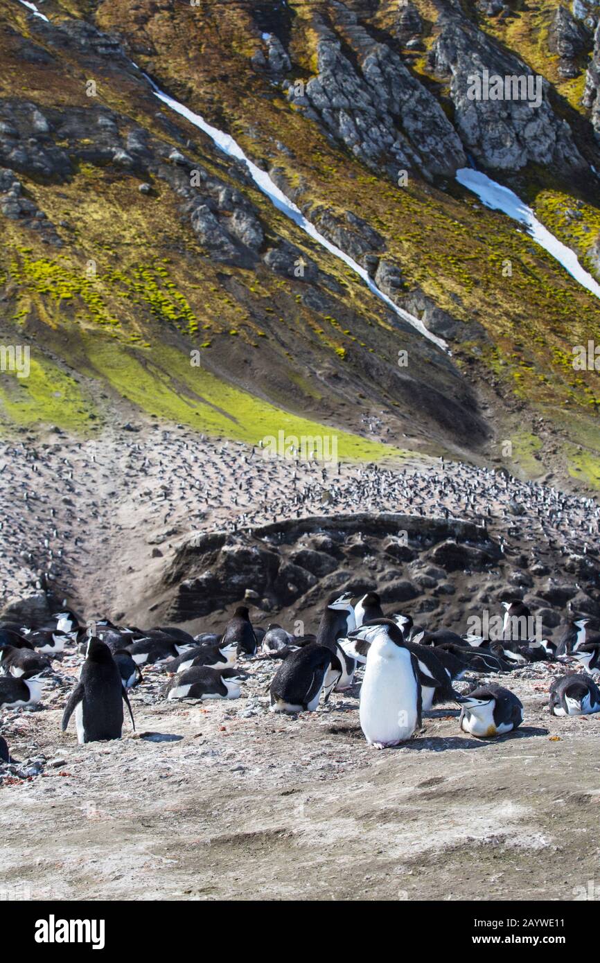 Chinstrap penguins (Pygoscelis antarcticus) breeding on Baily Head ...