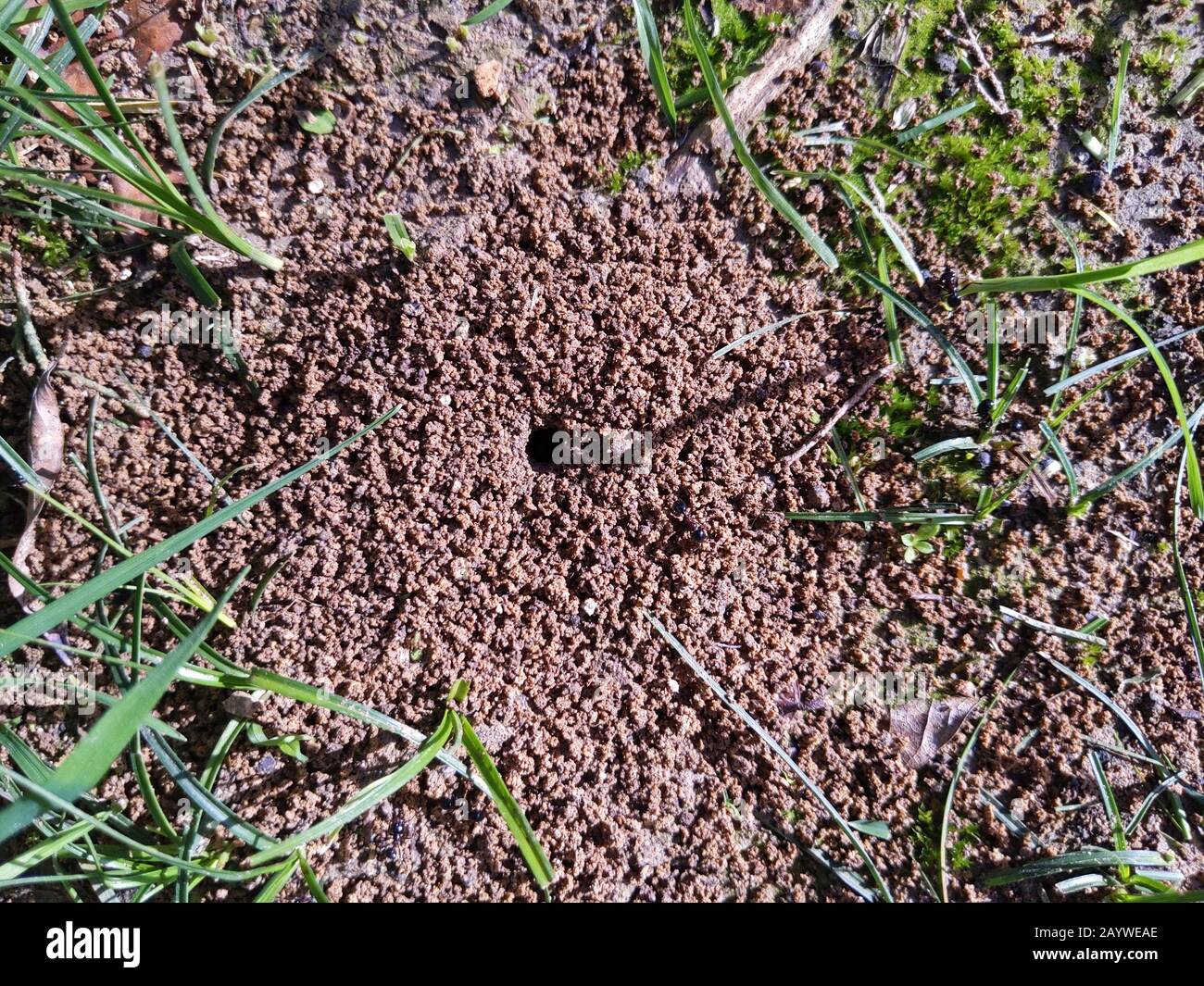 ant colony hole in the ground Stock Photo - Alamy