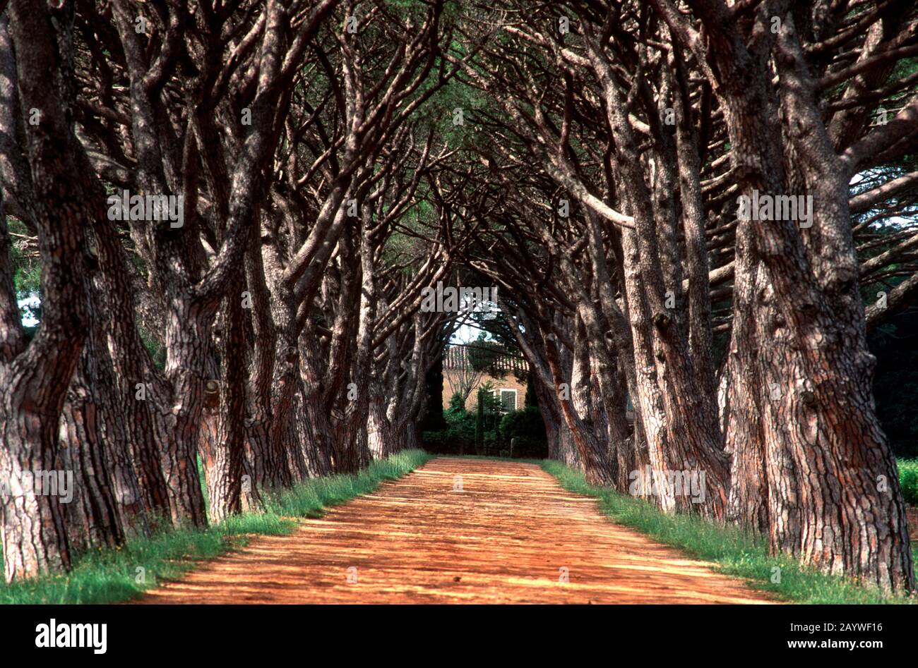 Plane trees provence hi-res stock photography and images - Alamy