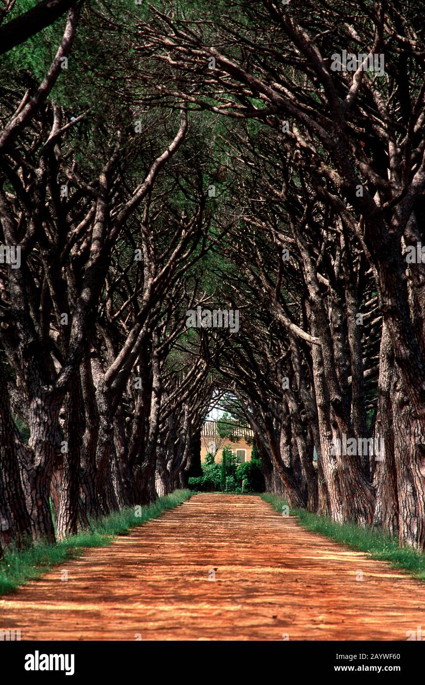 Plane trees provence hi-res stock photography and images - Alamy