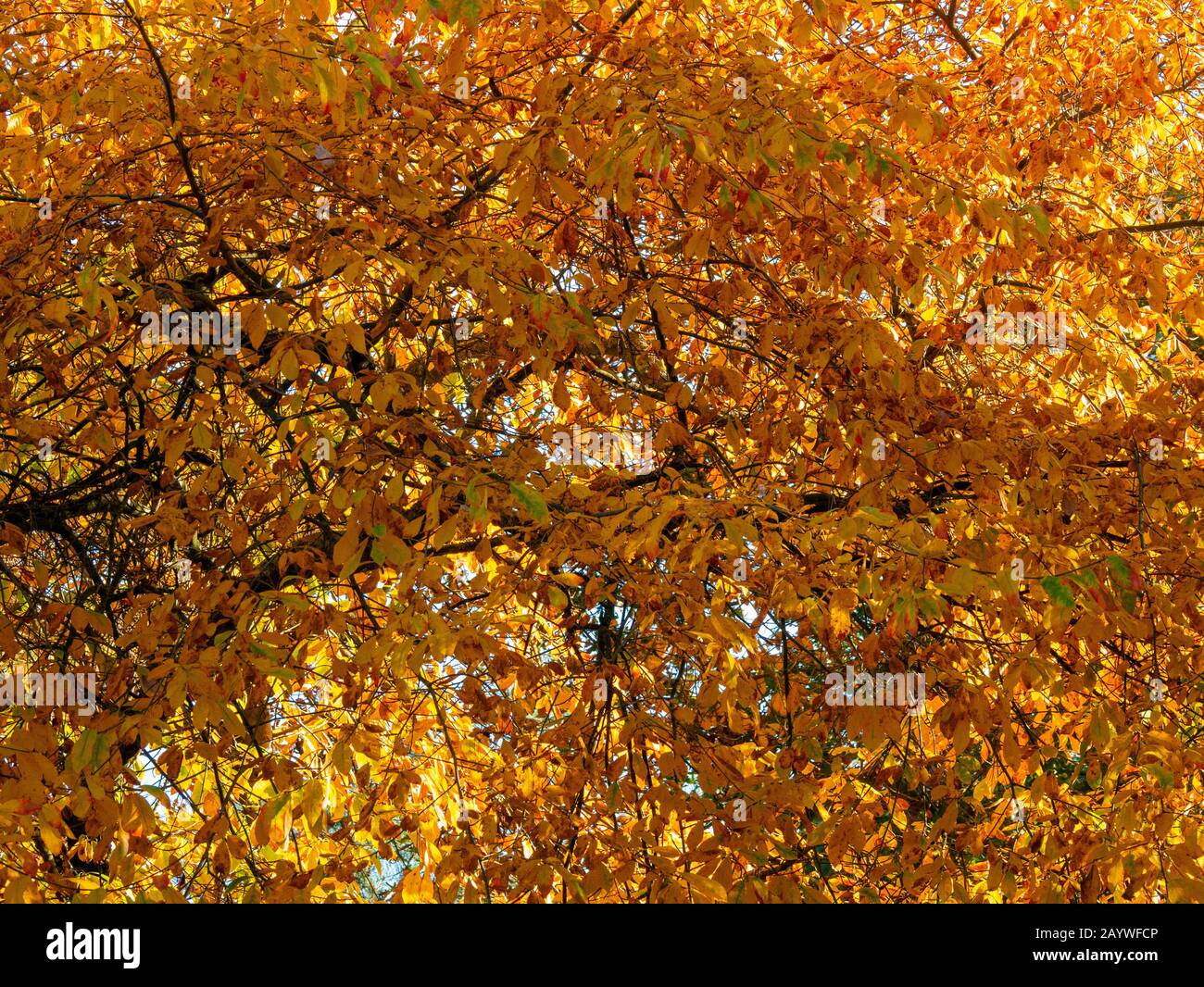 Bright yellow leaves on an Acer tree in autumn Stock Photo - Alamy