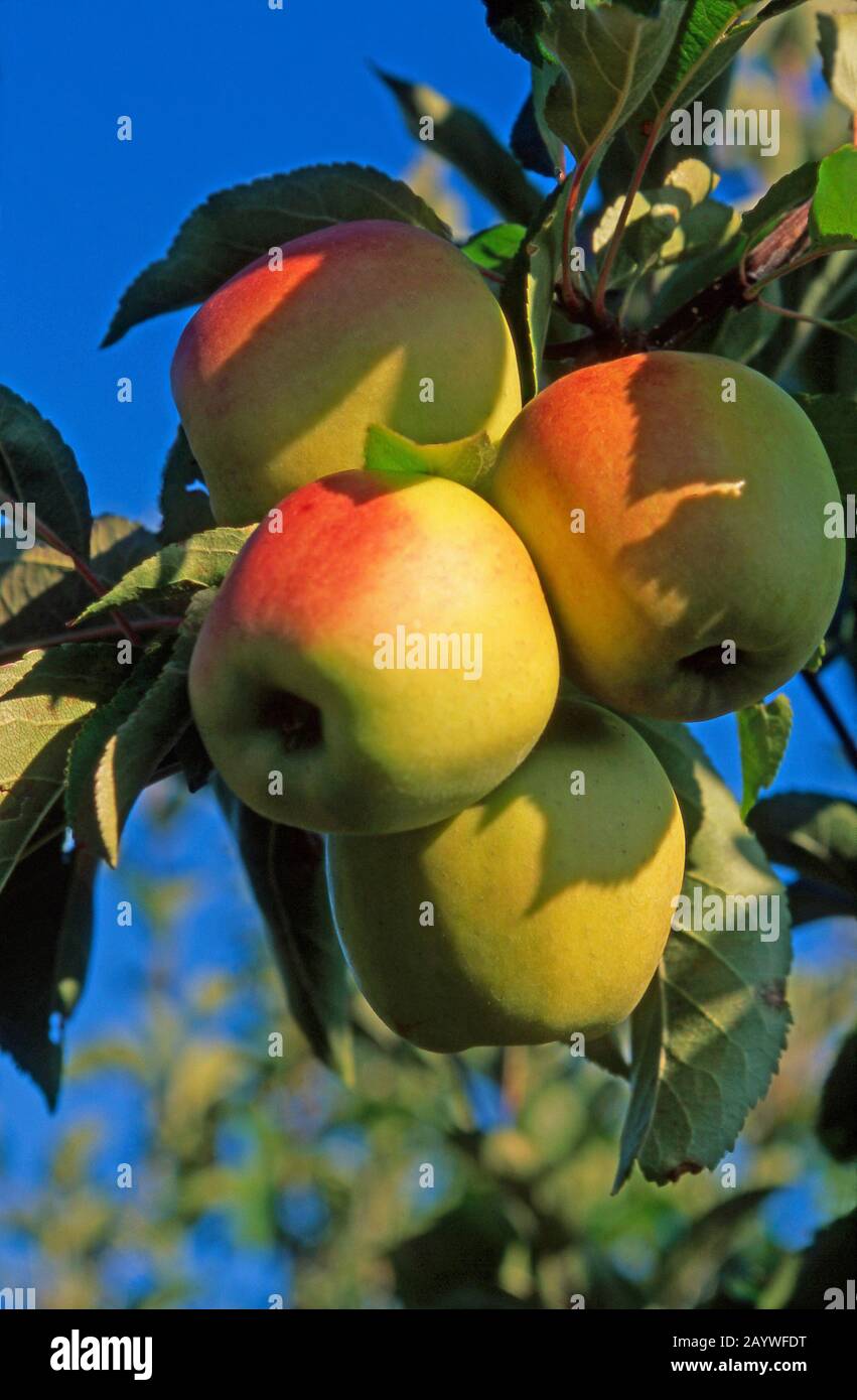 Eating apples tree hi-res stock photography and images - Alamy