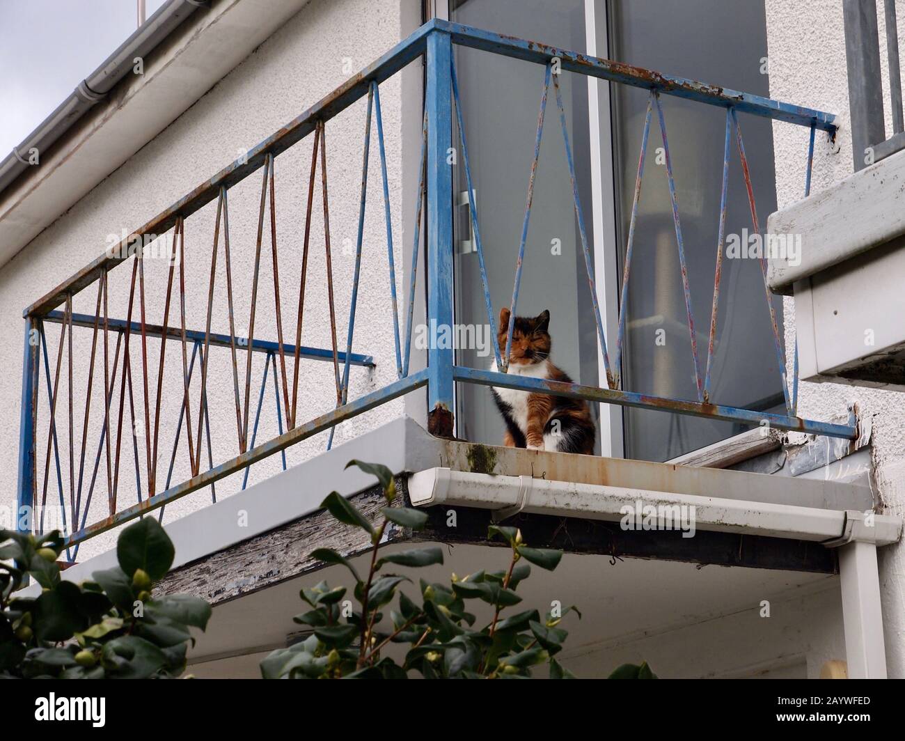 Cat on a balcony Stock Photo - Alamy