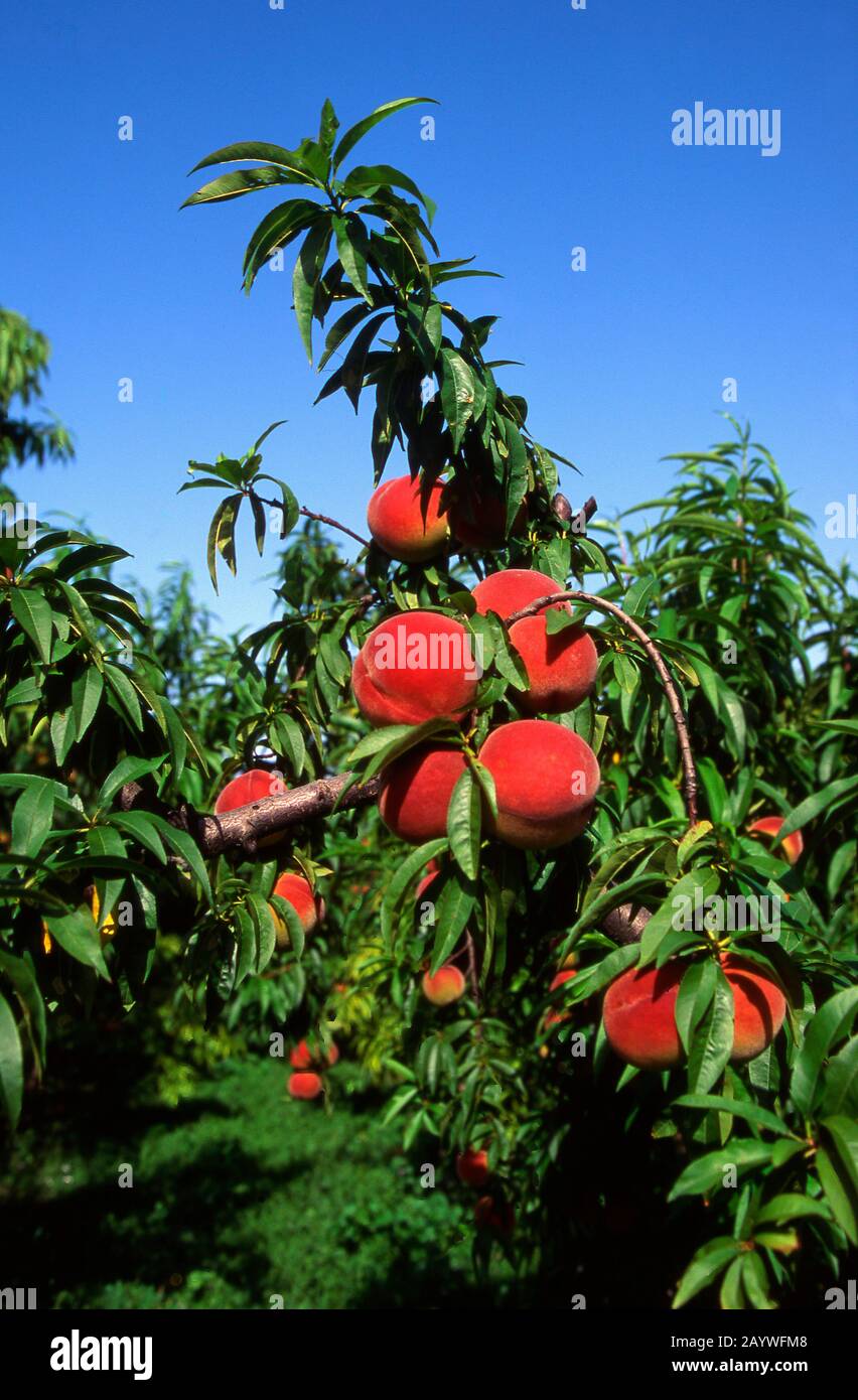 Nectarines agriculture hi-res stock photography and images - Alamy
