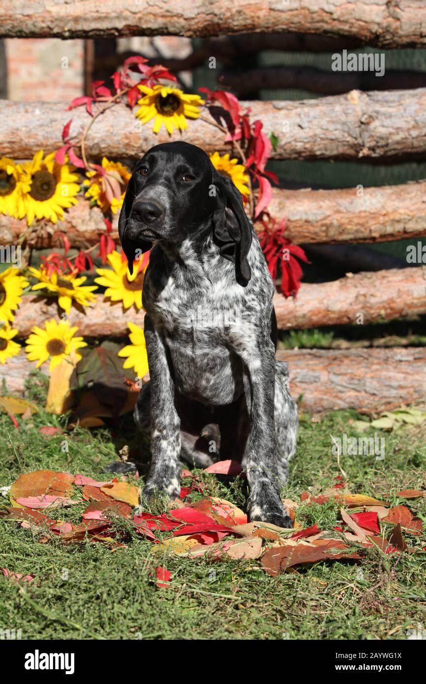 German shorthaired pointer flowers hi-res stock photography and images ...