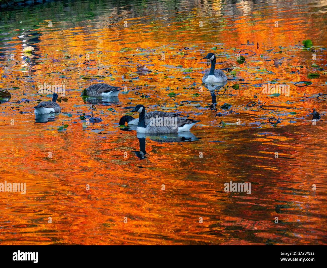 Canada Goose swimming in an orange reflection on water Stock Photo - Alamy